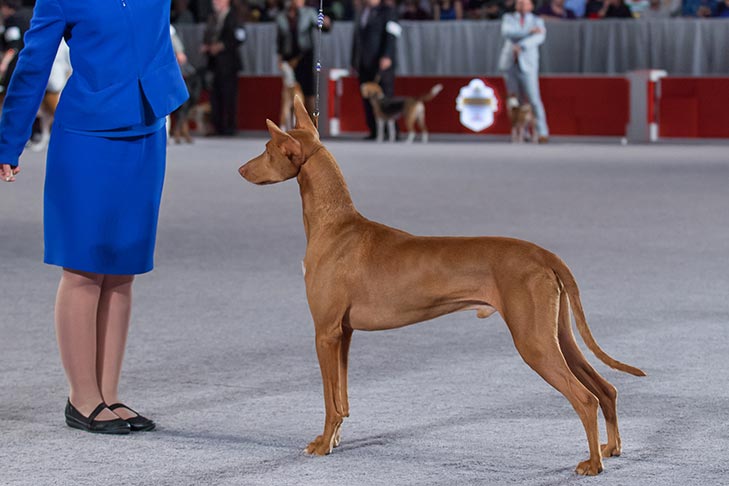 Pharaoh Hound Dog Breed Information