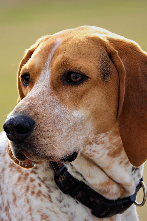 American Coonhound