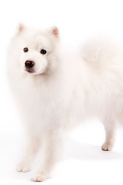 American Eskimo Dog Dog Breed Information