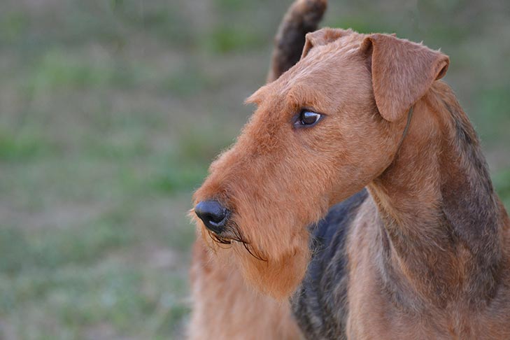 Airedale Terrier Dog Breed Information