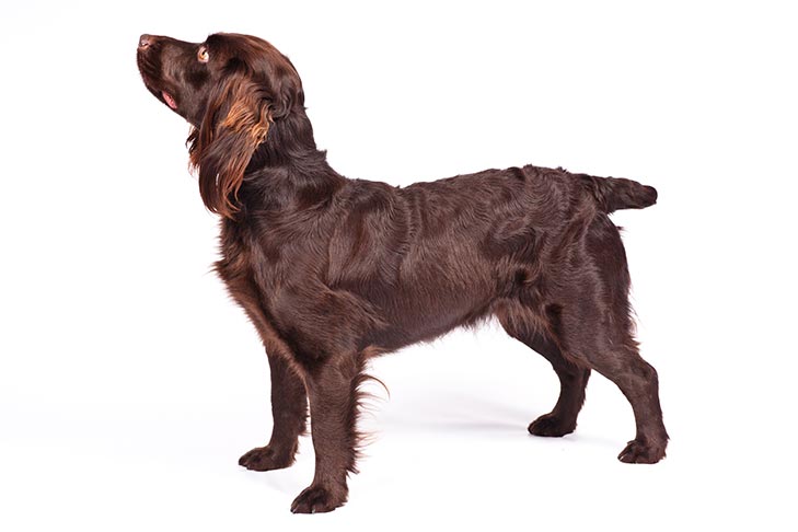 Boykin Spaniel Dog Breed Information