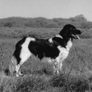 Stabyhoun Dog Breed Information - American Kennel Club