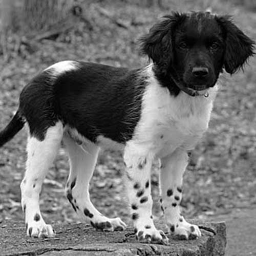 Stabyhoun Dog Breed Information - American Kennel Club