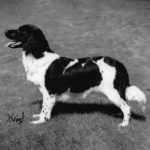 Stabyhoun Dog Breed Information - American Kennel Club