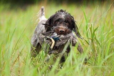 Wirehaired Pointing Griffon Pictures - American Kennel Club