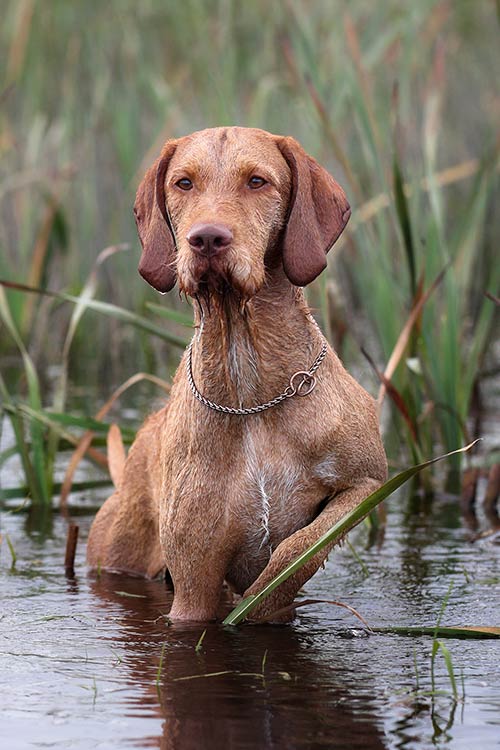 Wirehaired Vizsla Dog Breed Information
