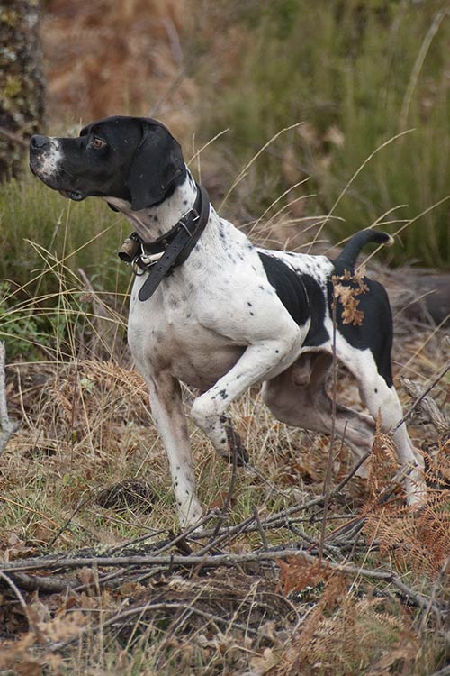 Pointer Dog Breed Information