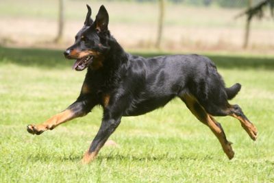 Beauceron Pictures - American Kennel Club