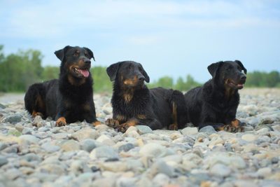 Beauceron Pictures - American Kennel Club