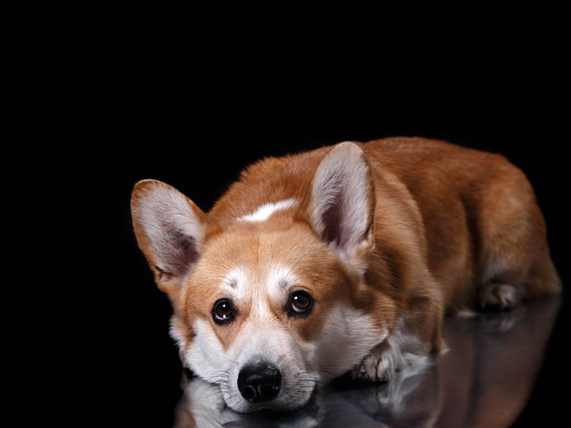 Dogs Are More Expressive When We Are Looking