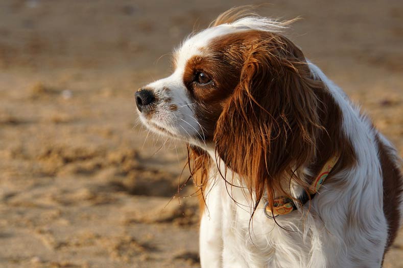 My Favorite Dog – American Kennel Club