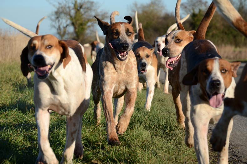 A New Canis Familiaris – American Kennel Club