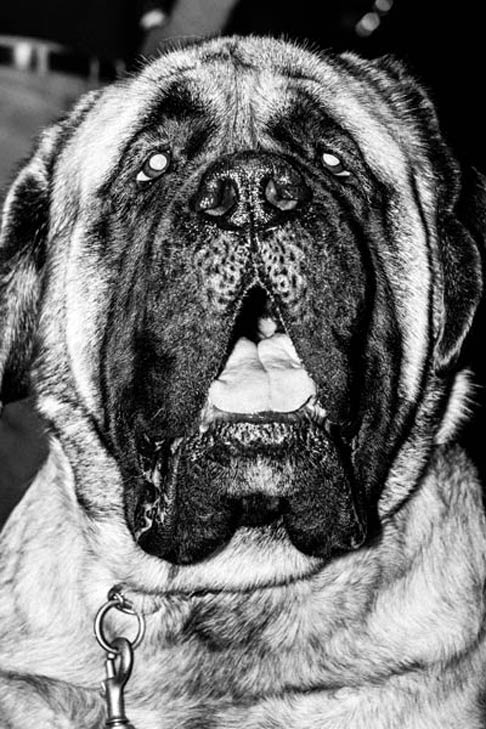 Up Close and Personal with the Dogs of Westminster – American Kennel Club