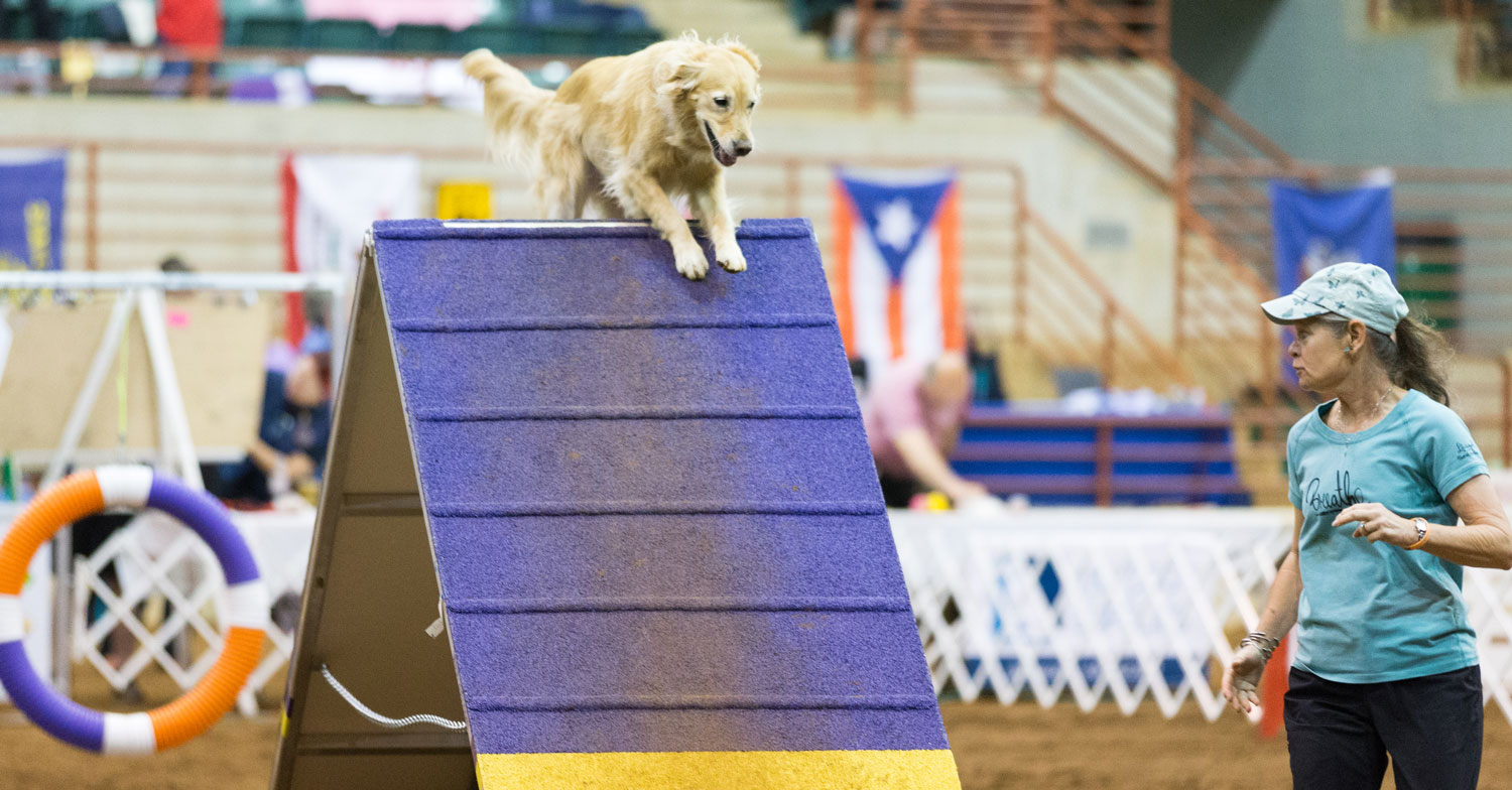 Survey Says: 9 Dog Agility Stats That Prove the Odds Are in Your Favor