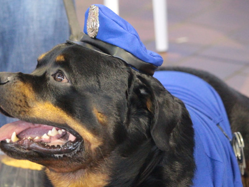 36 Dogs You Can Meet at the 10th Annual AKC Meet the Breeds