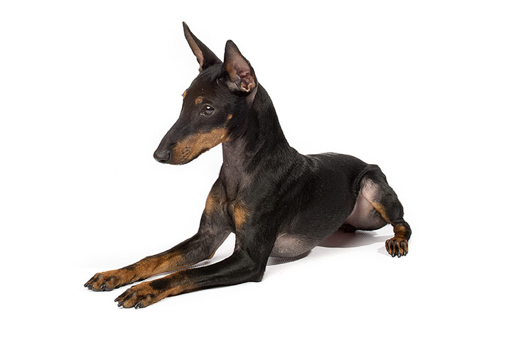 Manchester Terrier (Toy) Dog Breed Information - American Kennel Club
