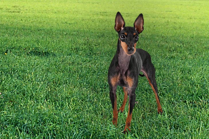 Manchester Terrier (Toy) Dog Breed Information - American Kennel Club