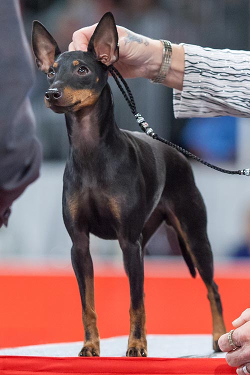Manchester Terrier (Toy) Dog Breed Information - American Kennel Club