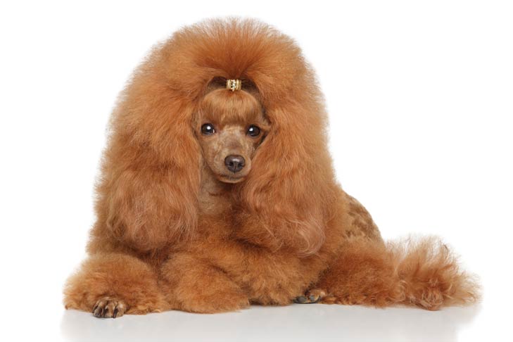 Poodle (Toy) Dog Breed Information - American Kennel Club
