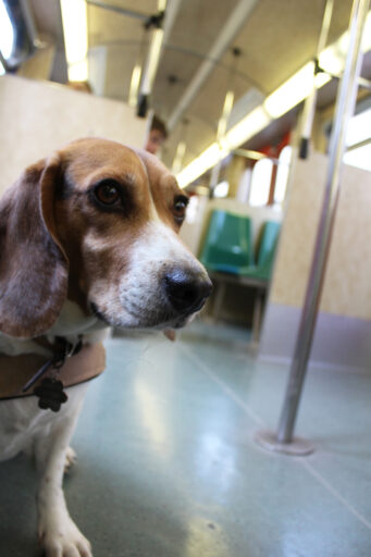 Can You Take Your Dog on the Subway? What You Should Know