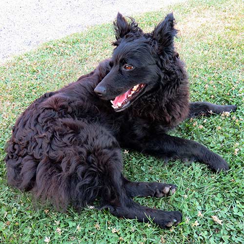 Croatian Sheepdog Dog Breed Information - American Kennel Club