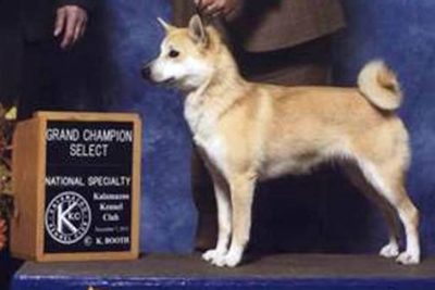 Dog Breeding & Mating: How to Breed & Mate Dogs