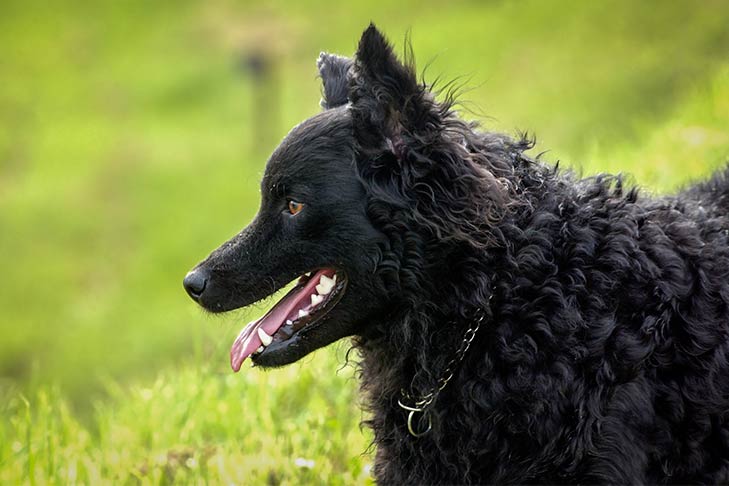 Croatian Sheepdog Dog Breed Information - American Kennel Club
