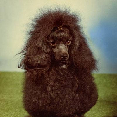 Poodle (Toy) Dog Breed Information - American Kennel Club