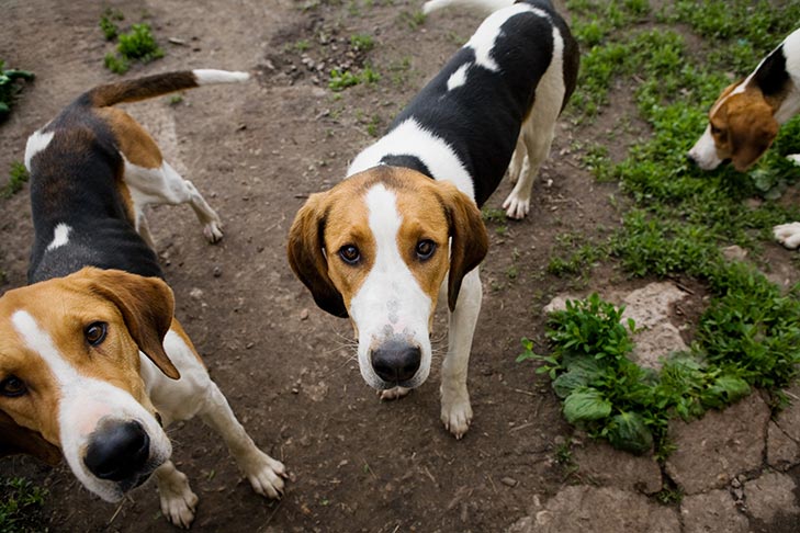 American Foxhound Dog Breed Information