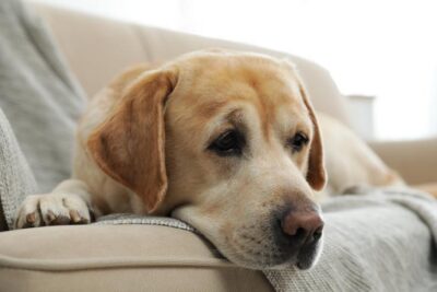What to Know About HGE, or Acute Hemorrhagic Diarrhea Syndrome in Dogs ...