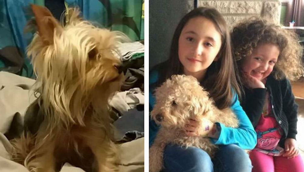 Microchip for Dogs: 4 Stories That Will Inspire Pet Owners to Do It
