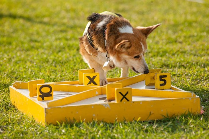 Dog Puzzles: Does Encouragement Help Canines Solve Problems?
