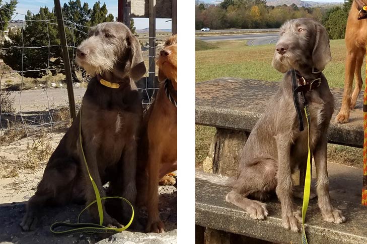 Slovakian Wirehaired Pointer Dog Breed Information - American Kennel Club