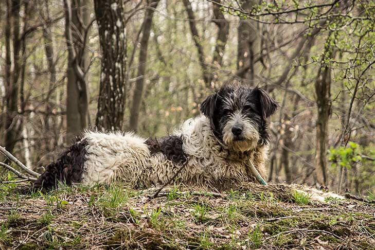 Romanian Mioritic Shepherd Dog Dog Breed Information - American Kennel Club