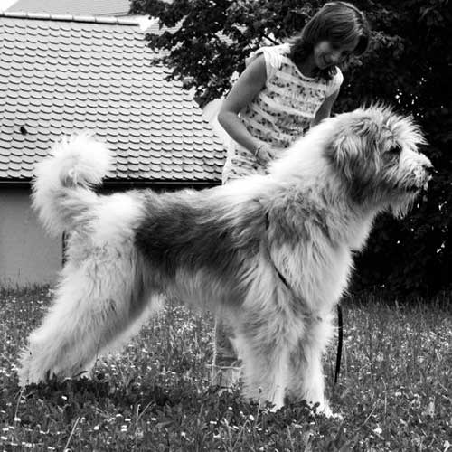 Romanian Mioritic Shepherd Dog Dog Breed Information - American Kennel Club