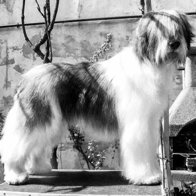 Romanian Mioritic Shepherd Dog Dog Breed Information - American Kennel Club