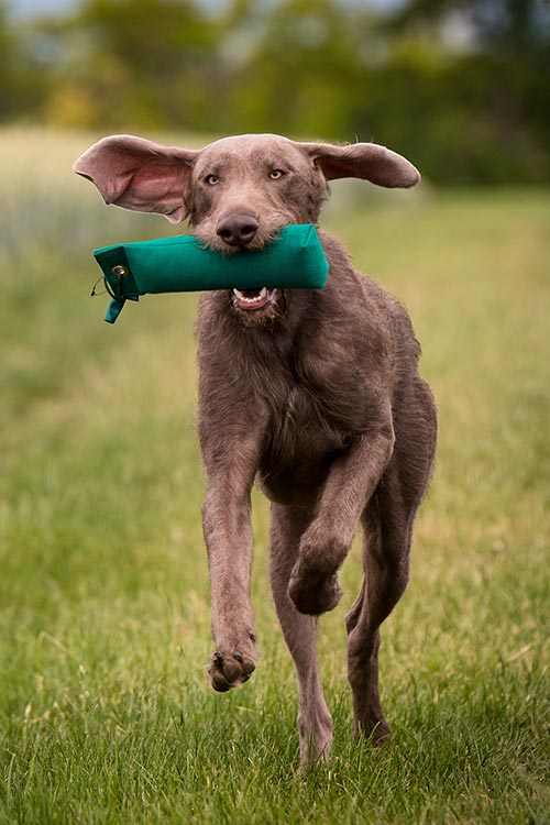 Slovakian Wirehaired Pointer Dog Breed Information - American Kennel Club