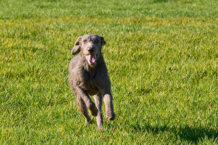 Slovakian Wirehaired Pointer Dog Breed Information - American Kennel Club