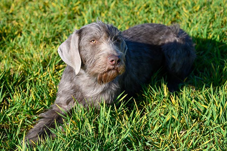 Slovakian Wirehaired Pointer Dog Breed Information - American Kennel Club