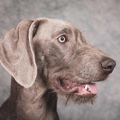 Slovakian Wirehaired Pointer Dog Breed Information - American Kennel Club