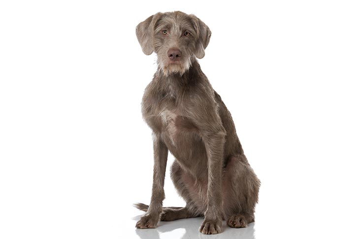 Slovakian Wirehaired Pointer Dog Breed Information - American Kennel Club