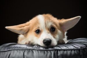 Common Fears and Phobias in Dogs and How to Help Treat Them