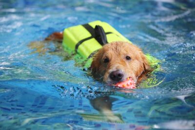 How to Find the Right Life Jacket for Your Dog – American Kennel Club