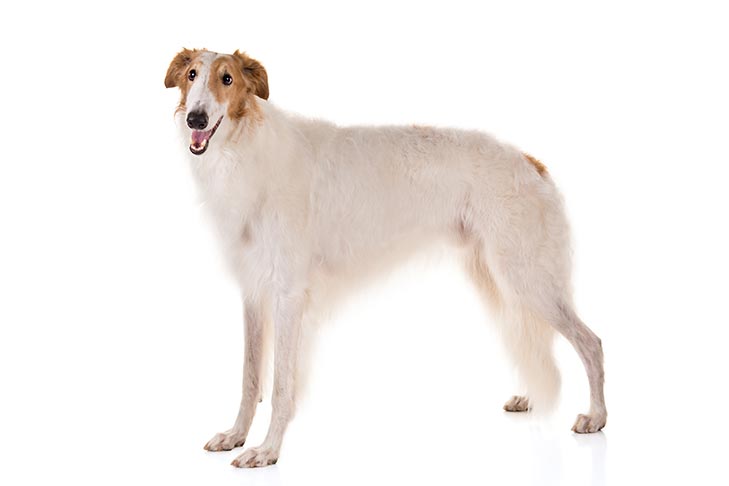 What Were Hound Group Dogs Bred to Do? — American Kennel Club