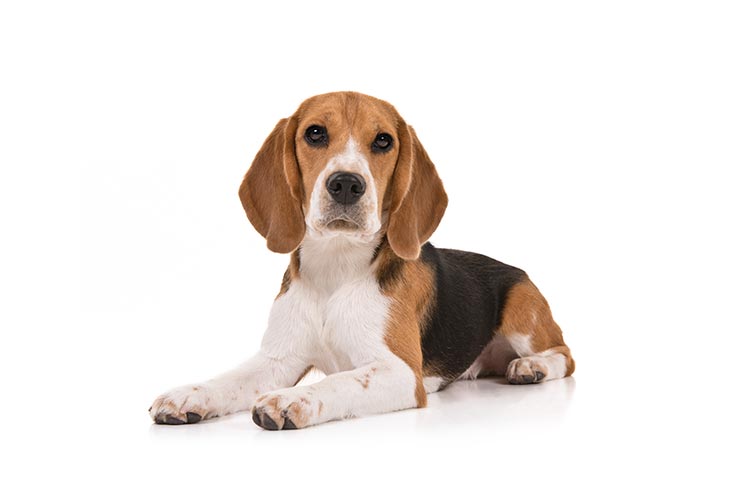 What Were Hound Group Dogs Bred to Do? — American Kennel Club