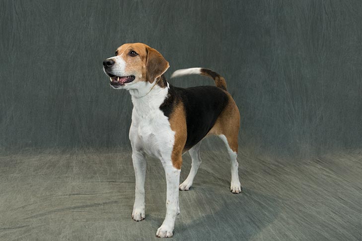 What Were Hound Group Dogs Bred to Do? — American Kennel Club