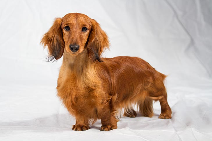 What Were Hound Group Dogs Bred to Do? — American Kennel Club