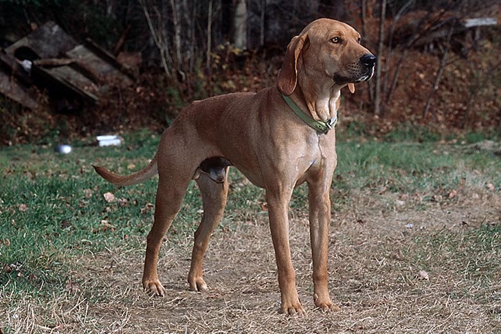 What Were Hound Group Dogs Bred to Do? — American Kennel Club