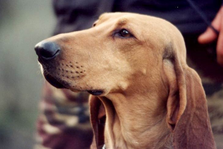 Segugio Italiano Dog Breed Information - American Kennel Club