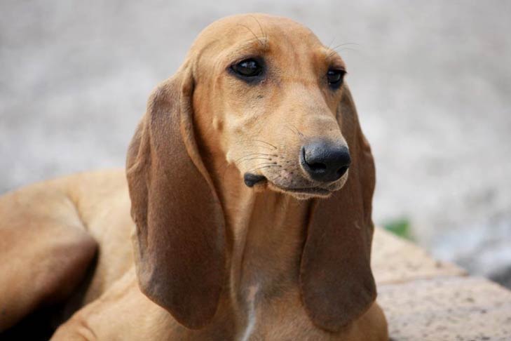 Segugio Italiano Dog Breed Information - American Kennel Club